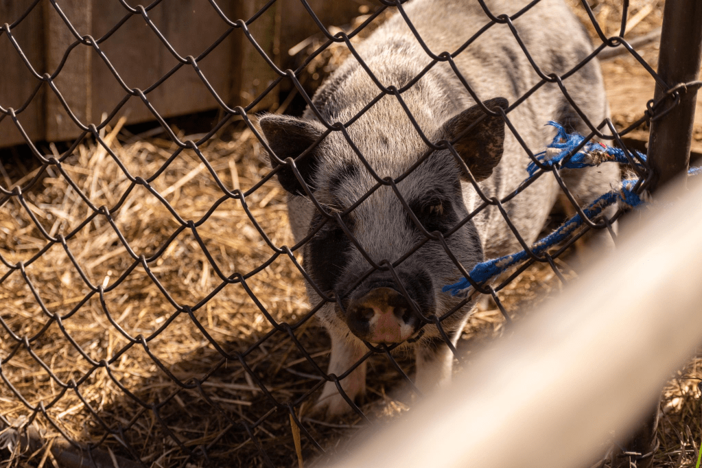 REVIEW: Penny Lane Farm Sanctuary Walking Tour – VegOttawa Association