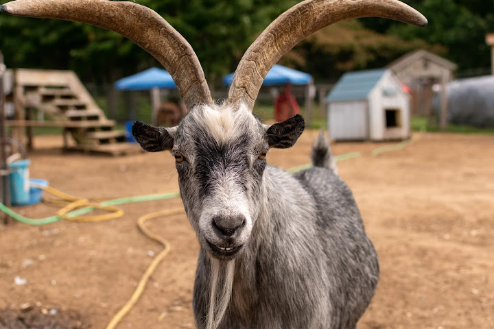 REVIEW: Penny Lane Farm Sanctuary Walking Tour – VegOttawa Association