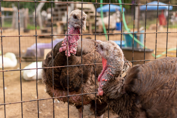 REVIEW: Penny Lane Farm Sanctuary Walking Tour – VegOttawa Association