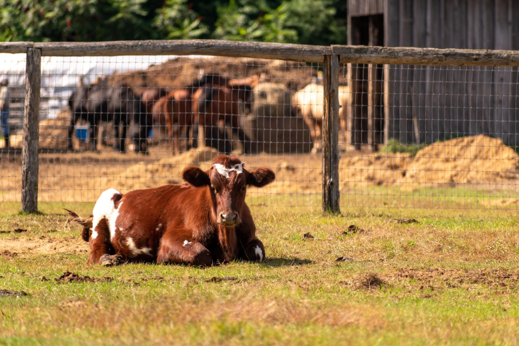 REVIEW: Penny Lane Farm Sanctuary Walking Tour – VegOttawa Association