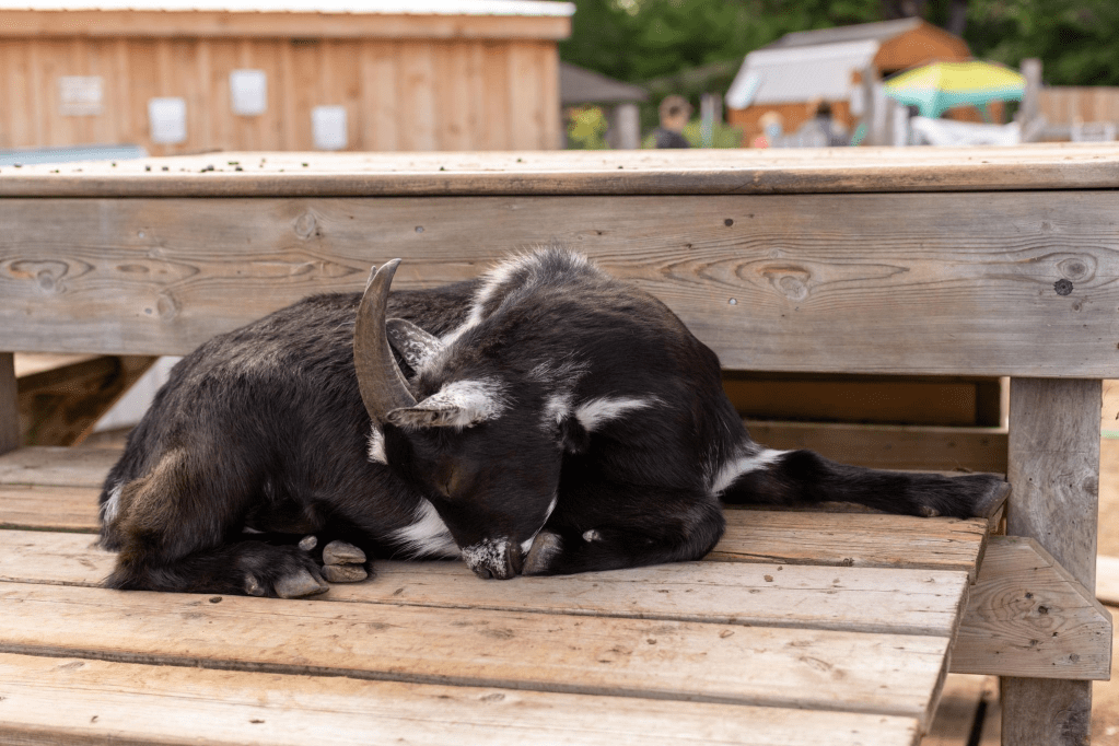 REVIEW: Penny Lane Farm Sanctuary Walking Tour – VegOttawa Association