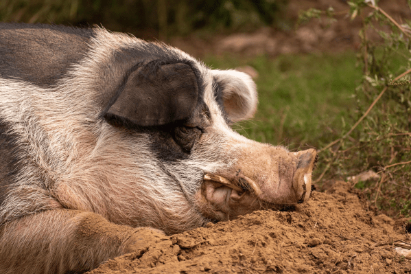 REVIEW: Penny Lane Farm Sanctuary Walking Tour – VegOttawa Association